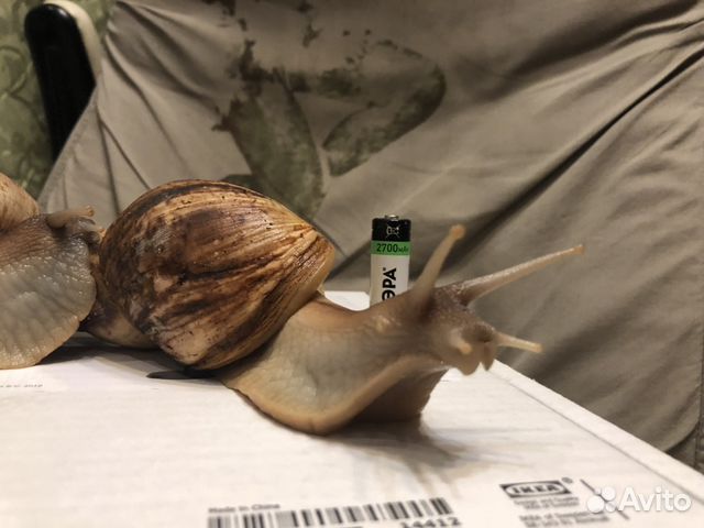 Улитка Ахатина