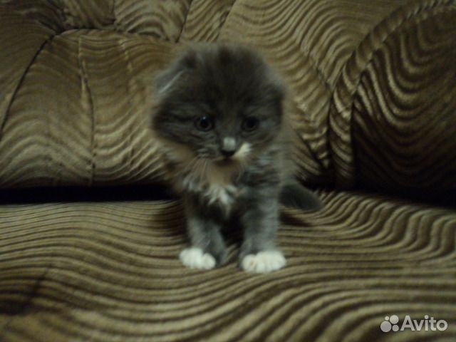 Котята девочки скоттиш-фолд