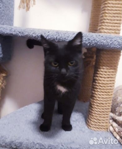 Кошка Лейла бесплатно