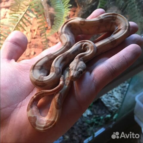 Императорские удавы