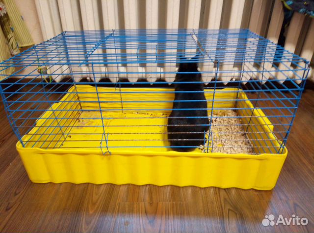 Декоративный крольчонок