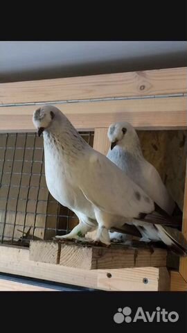 Голуби турецкая такла