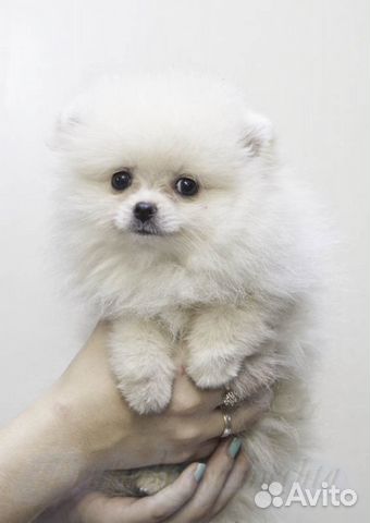 Продаю девочку беляночку