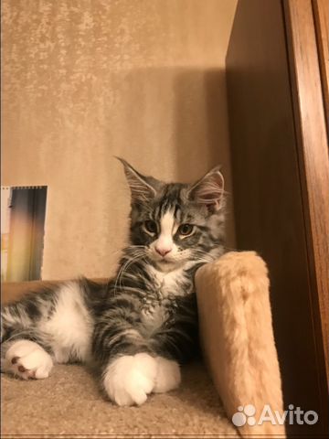 Мальчик мейн кун