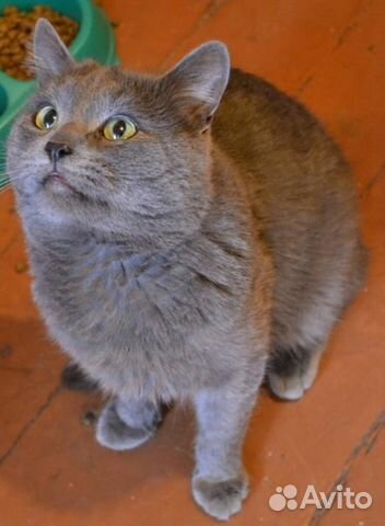 В добрые руки