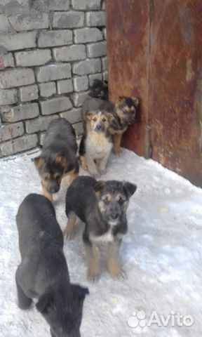 Славных щеночков в дар