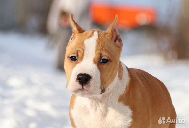 Девочки амстаффа 2 месяца