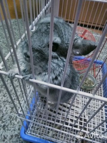 Добрая Милая Шиншила