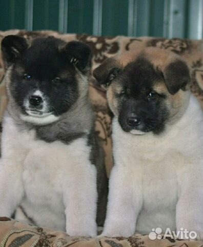 Две сестрички американочки