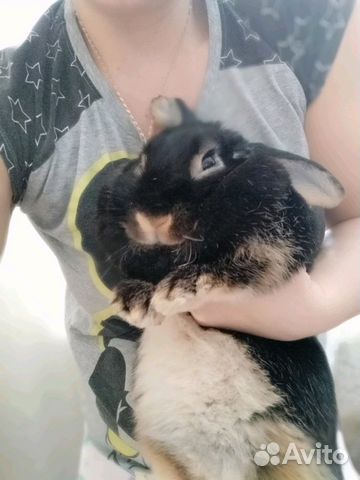 Декоративный кролик