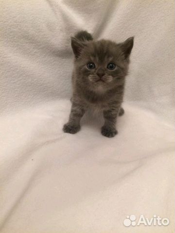 Роскошные шотландские котята