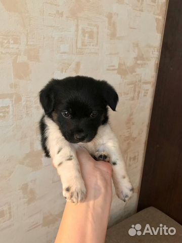 Малютка щенок в добрые руки