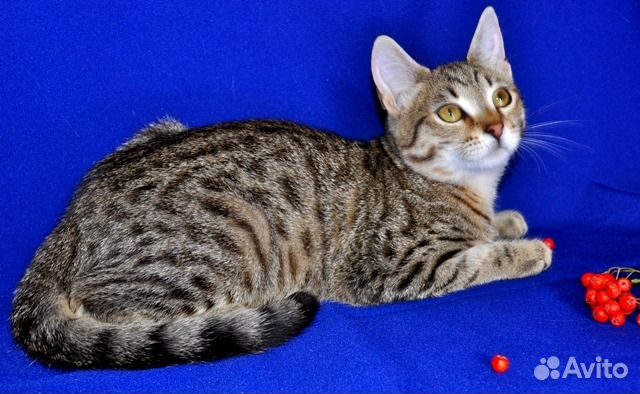 Малышку Боню оставили в зоогостинице