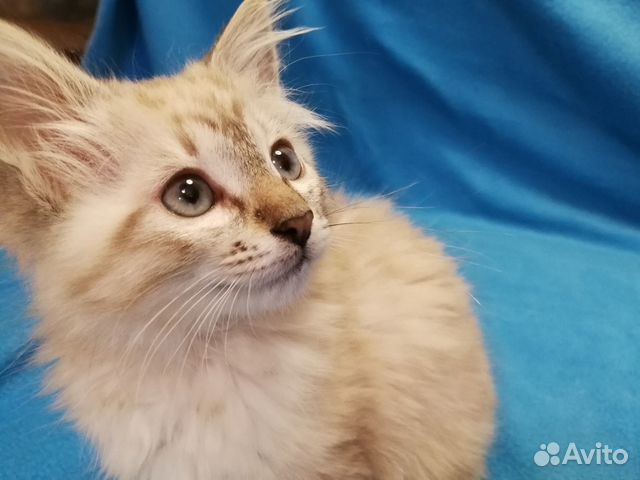 Тайские, плюшевые котята в хорошие руки