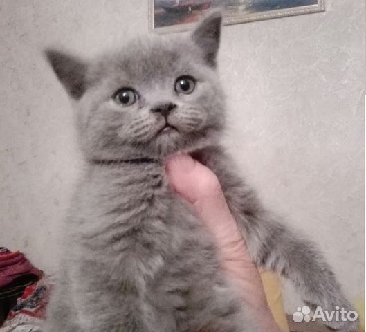 Британский малыш