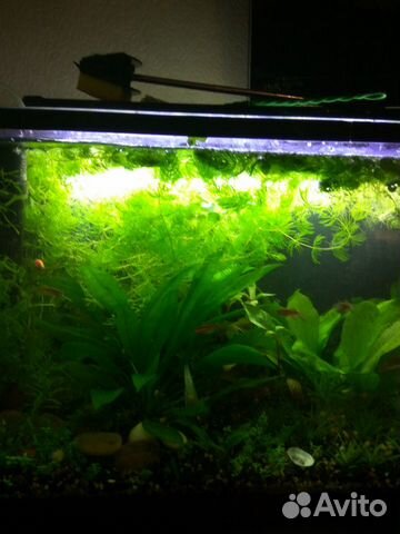 Улитки Хелены. Санитар аквариума. Роголистник