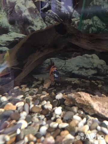 Аквариумная рыба мультиколор пара (самец и самка)