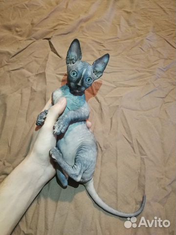 Канадский сфинкс котенок девочка