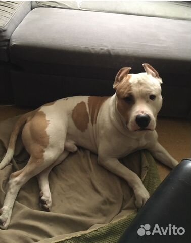 Вязка амстафф