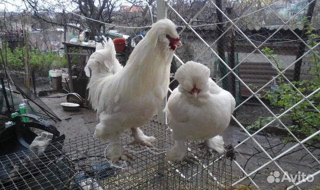 Куры «Султанка»