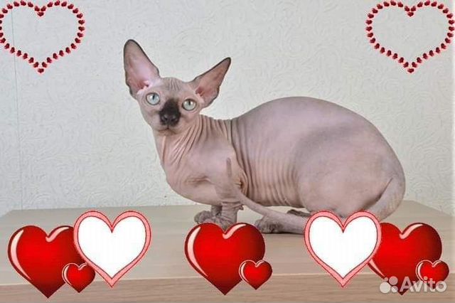 Бамбино девочка