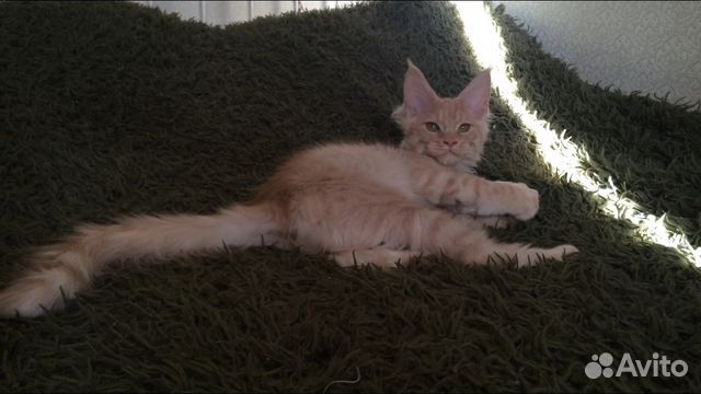 Мальчики Мейн-кун