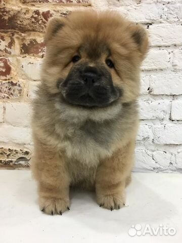 Чаушата-медвежата