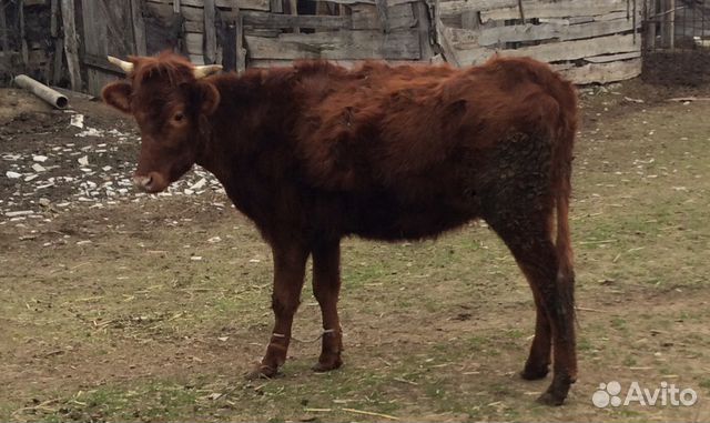 Крс, корова, телки