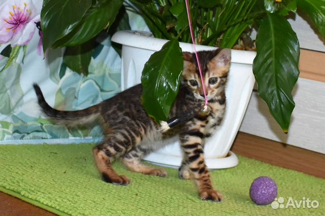 Бенгальская красавица