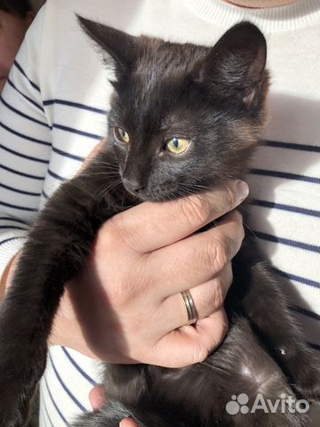 Котёнок Тимка