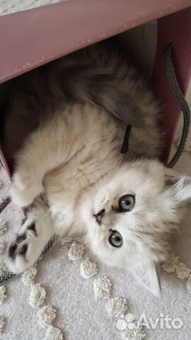 Шотландские котята (Москва, Зеленоград)