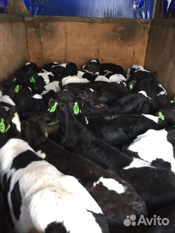 Бычки для выращивания