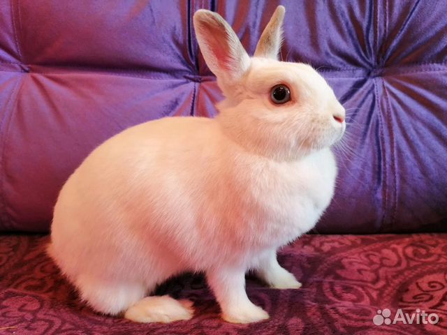 Кролик с клеткой