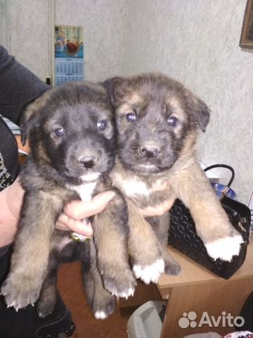 Щенки от немецкой овчарки
