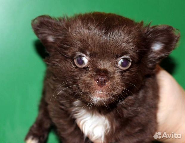 Чихуахуа.Мальчик для вас