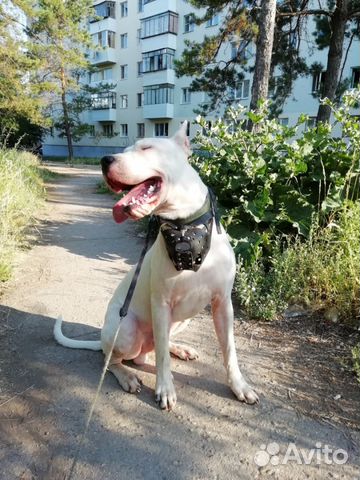 Молодой кобель аргентинского дога