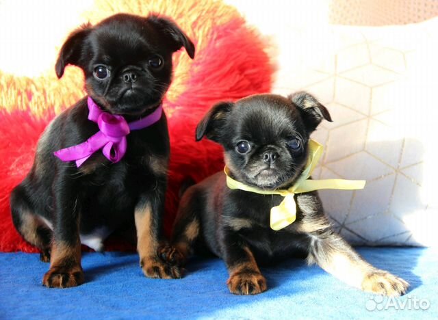 Гриффоны и пти-брабансоны