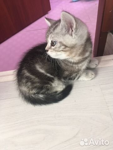 Котенок шотландский редкий окрас