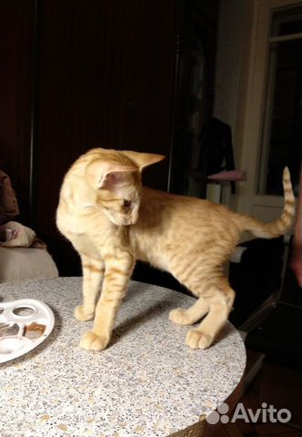 Ориентальный красный котенок мальчик