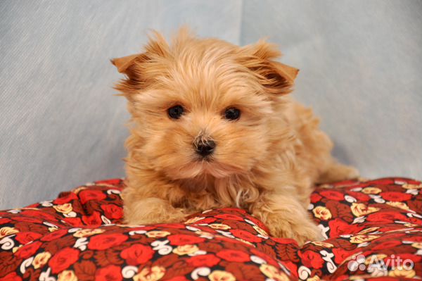 Крошка-миник рыжий палевый