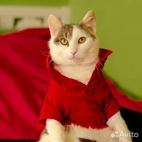 Кот Кешан в добрые руки