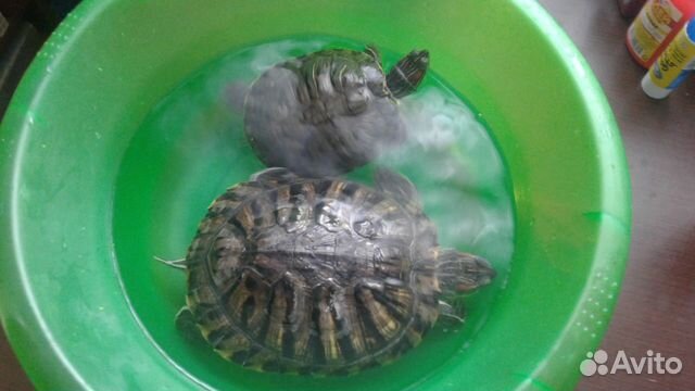 Отдам черепашек