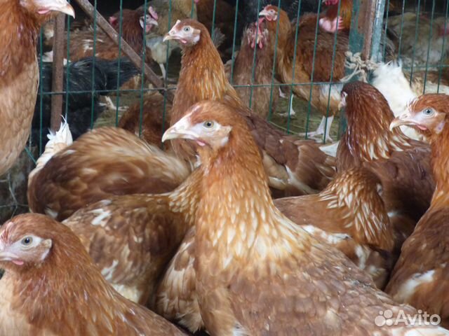 Разная птица