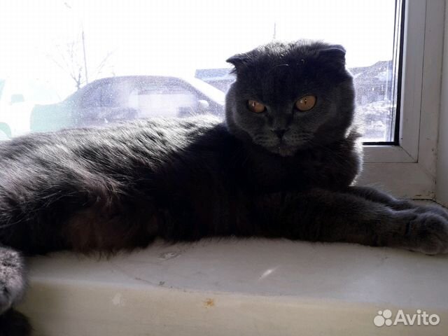 Ждем котика