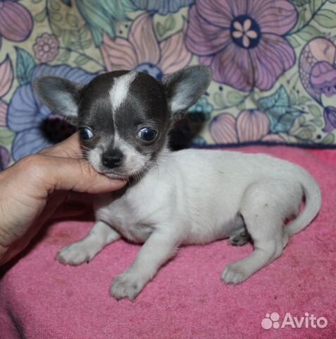 Чихуахуа мини Белоснежка