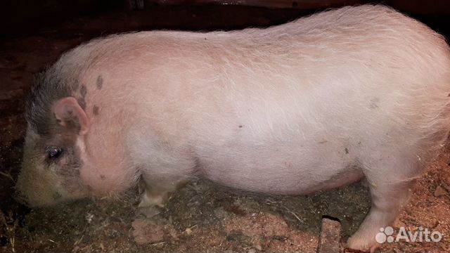 Свинка Мини Пиг