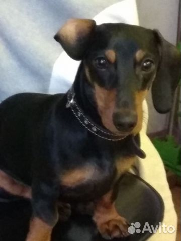 Щенок таксы ищет себе добрых хозяев