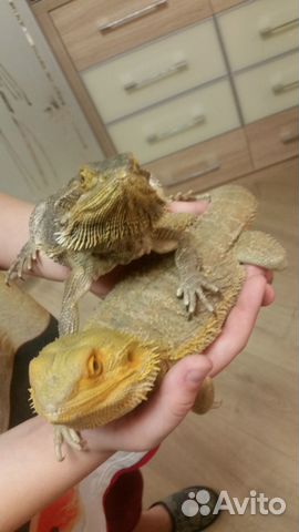 Малыши агамки бородатые