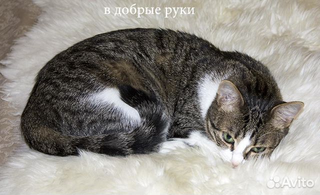 Кошечка метиска 1,5 лет