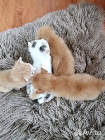 Котята